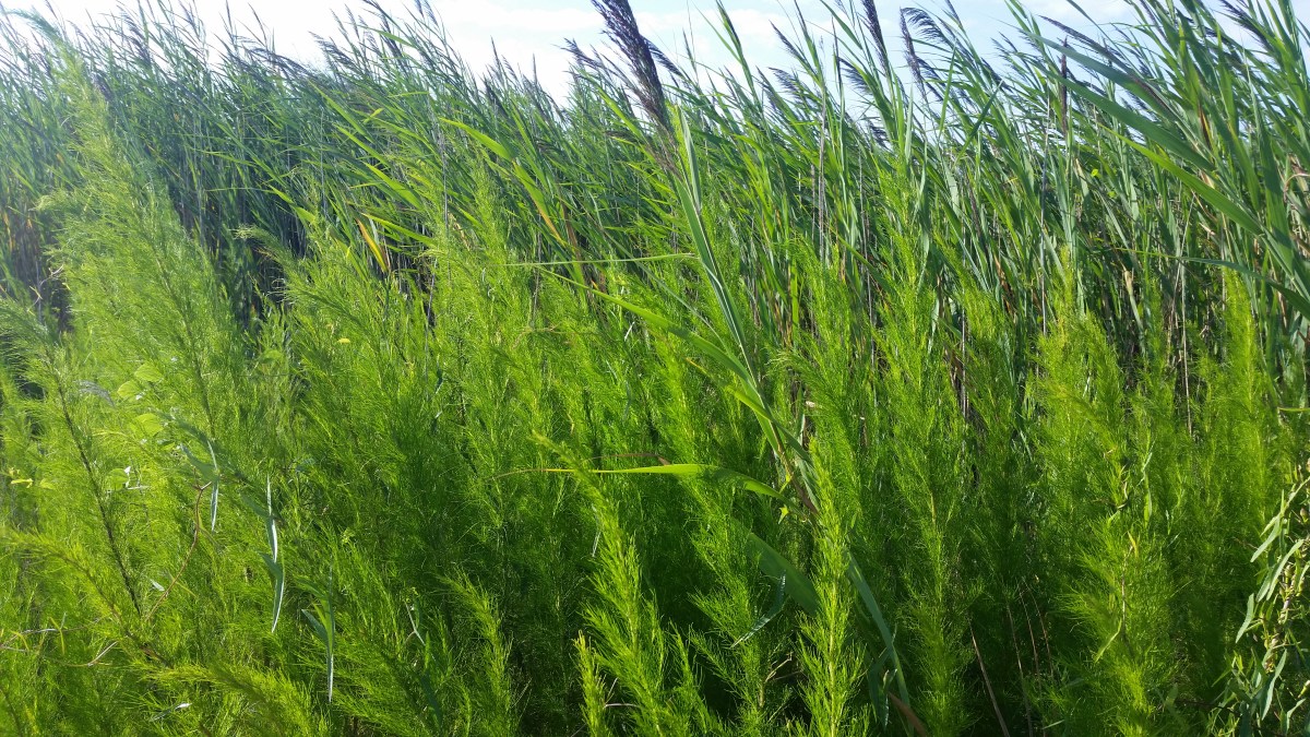 A Fabulously Funny Snicker: Not Alone in My Crankiness – My Fruit of ...